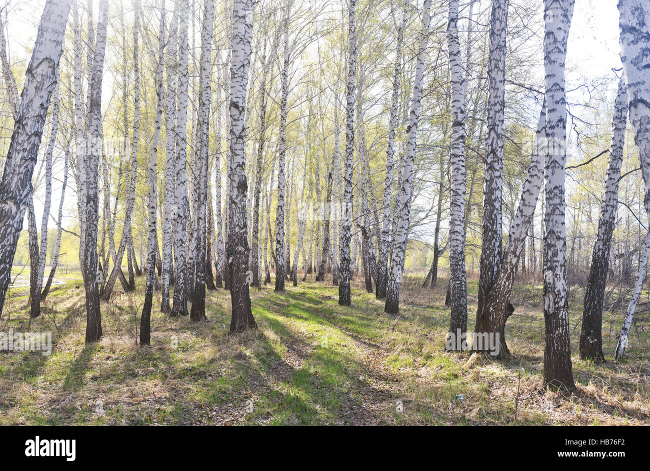 spring birch forest Stock Photo - Alamy