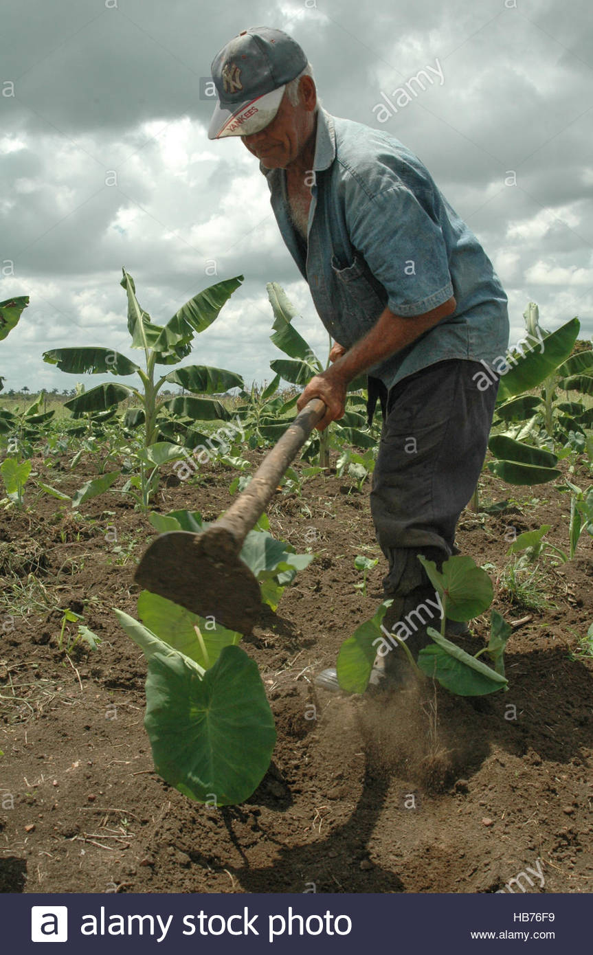 Banana Plantation Worker Stock Photos & Banana Plantation Worker Stock ...