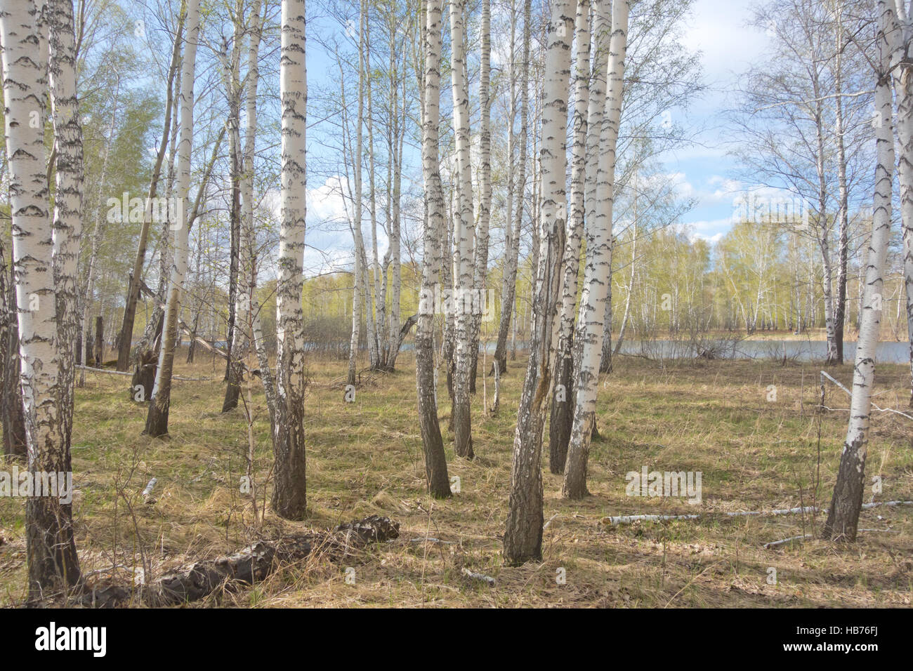 Birch forest spring hi-res stock photography and images - Alamy