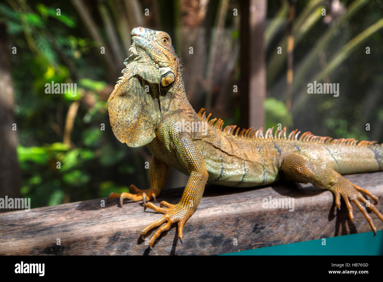 Green Iguana (Latin-Iguana Iguana), Green Iguana Project, San Ignacio ...