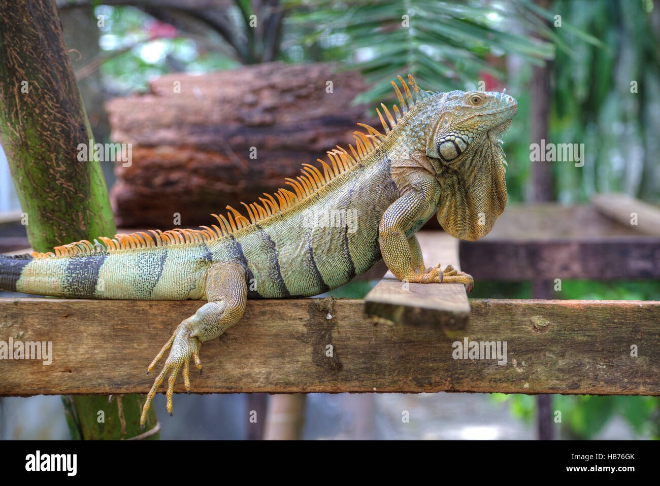 Green Iguana (Latin-Iguana Iguana), Green Iguana Project, San Ignacio ...