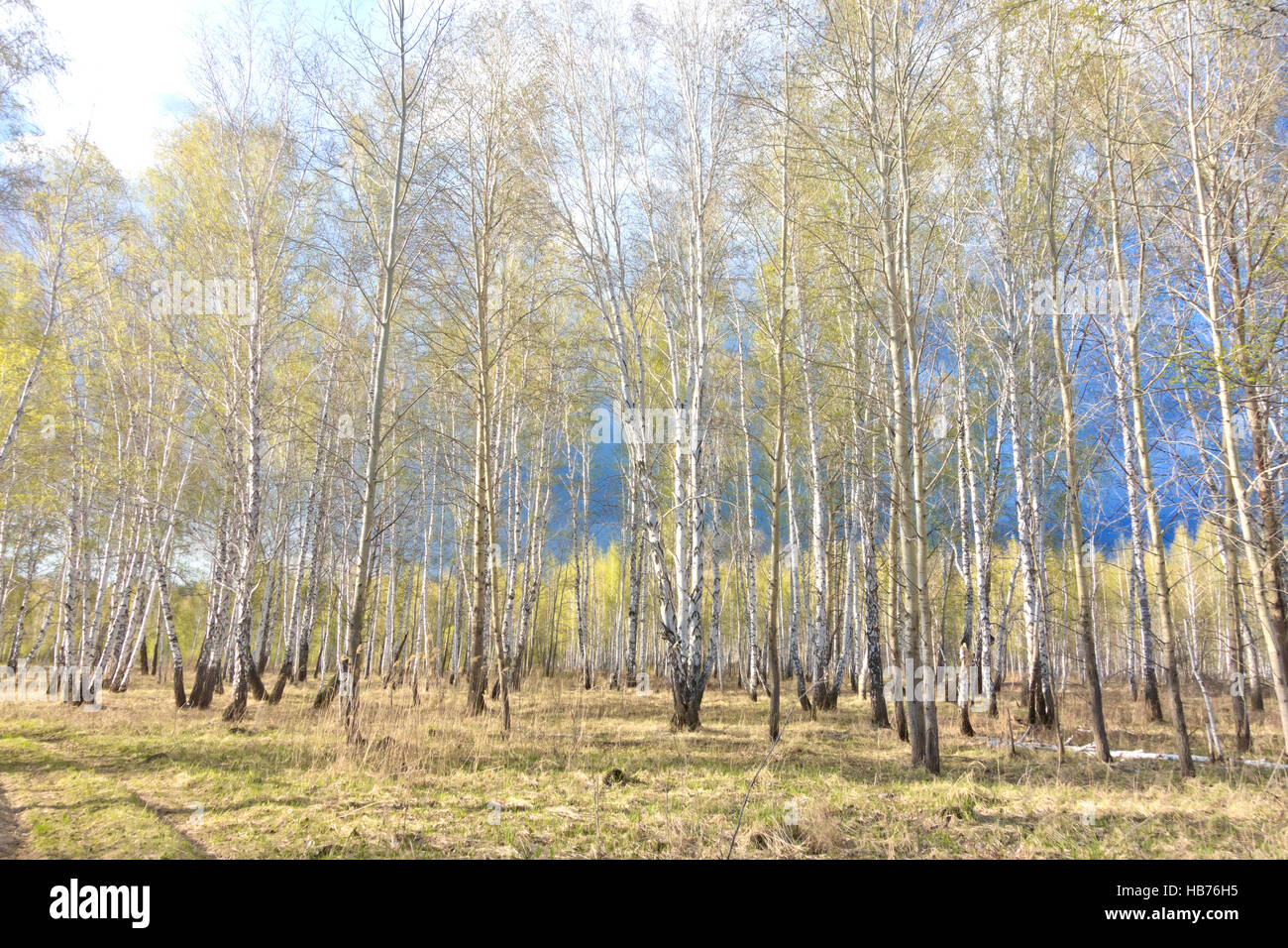 spring birch forest Stock Photo - Alamy