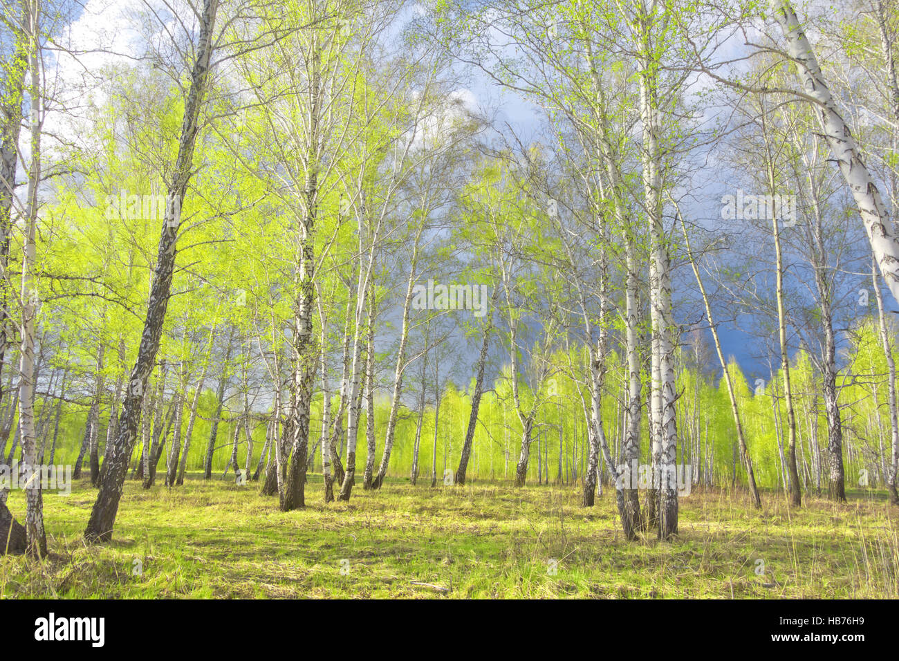 spring birch forest Stock Photo - Alamy