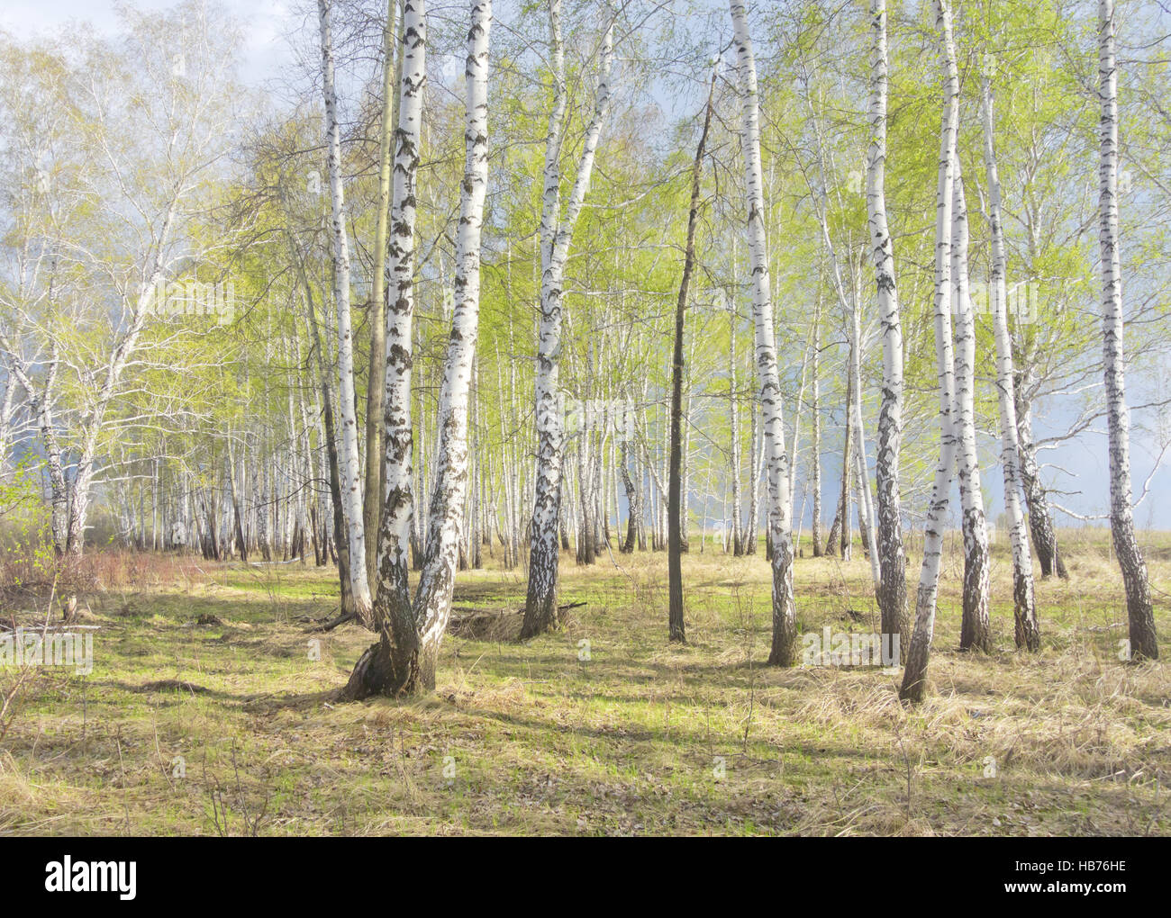 spring birch forest Stock Photo - Alamy