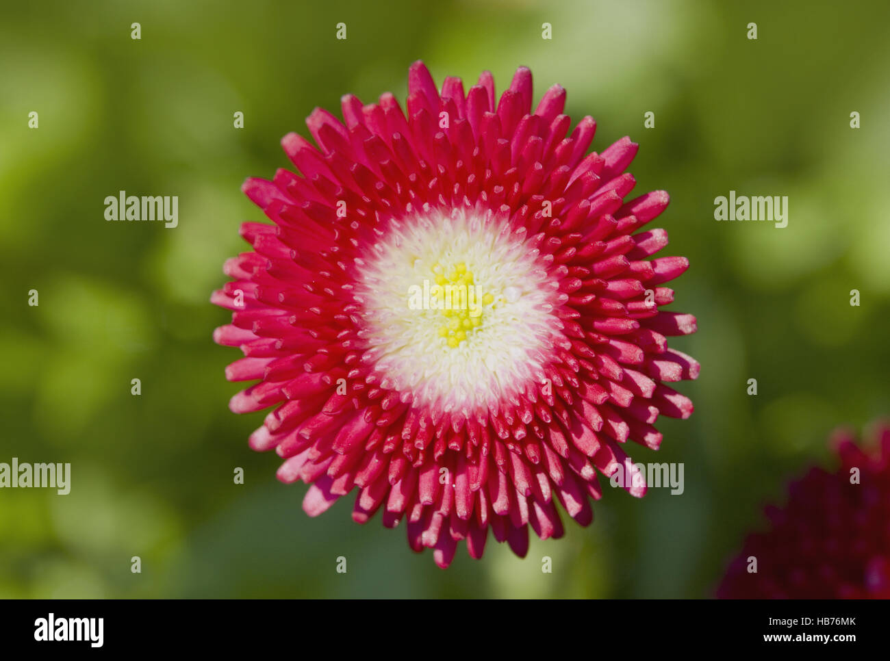Common daisy Bellis perennis Stock Photo - Alamy