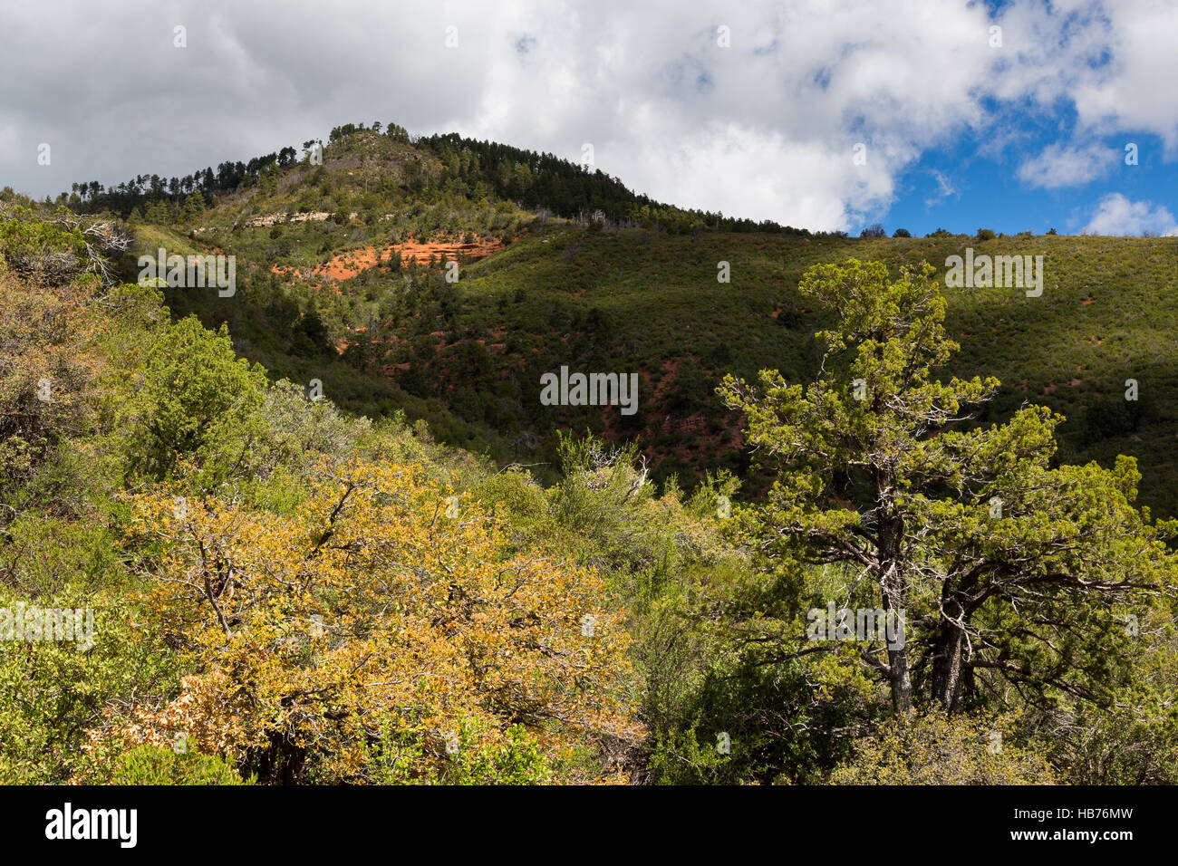 A high desert forest comprised of oak, juniper, and pine trees below ...