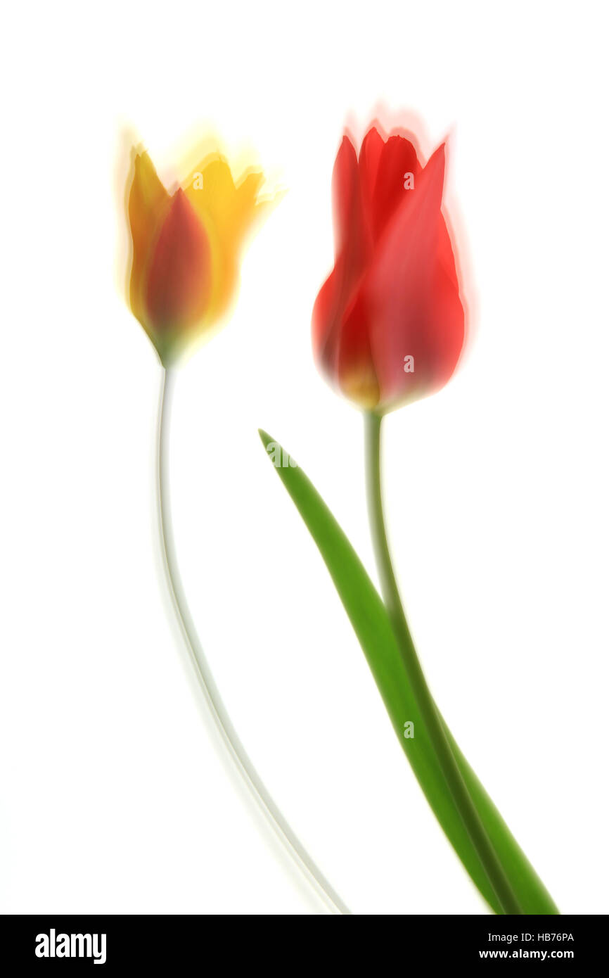 Two tulpen hi-res stock photography and images - Alamy