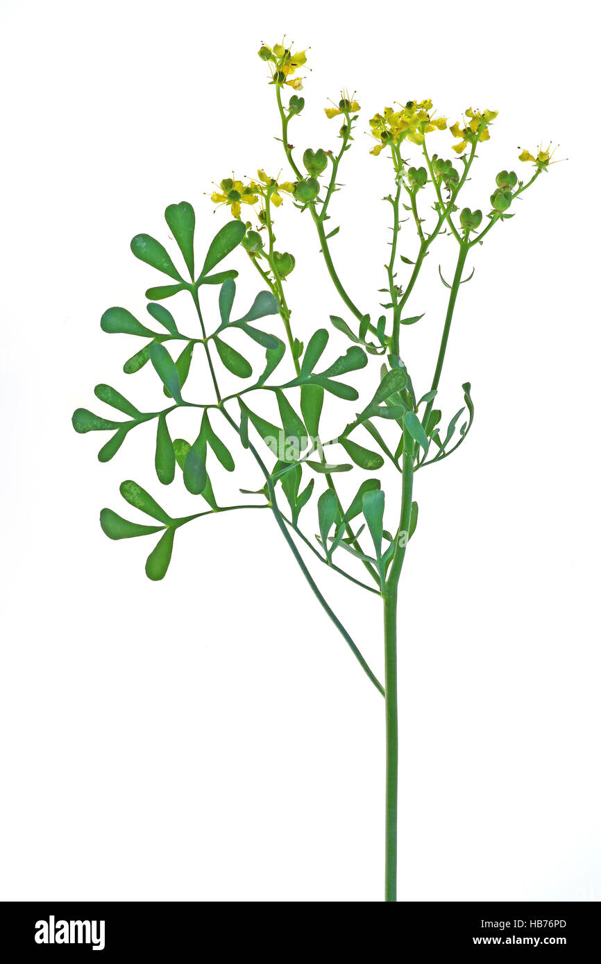 Ruta graveolens common rue hi-res stock photography and images - Alamy