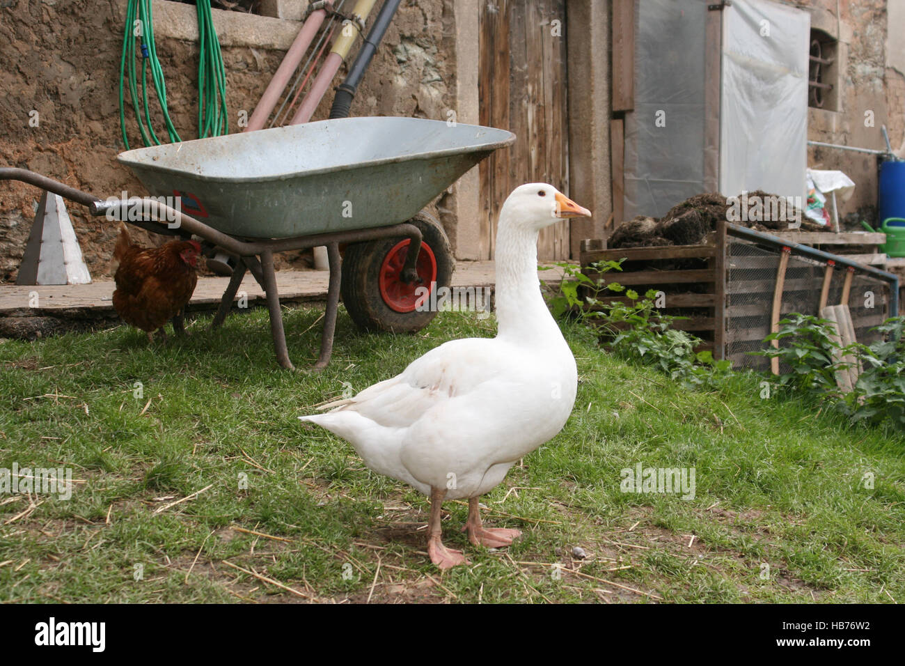 Geese gefluegel hi-res stock photography and images - Alamy