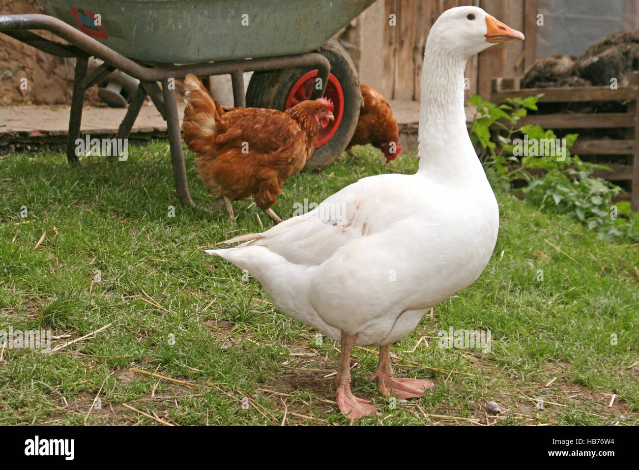 Rearing house hi-res stock photography and images - Alamy