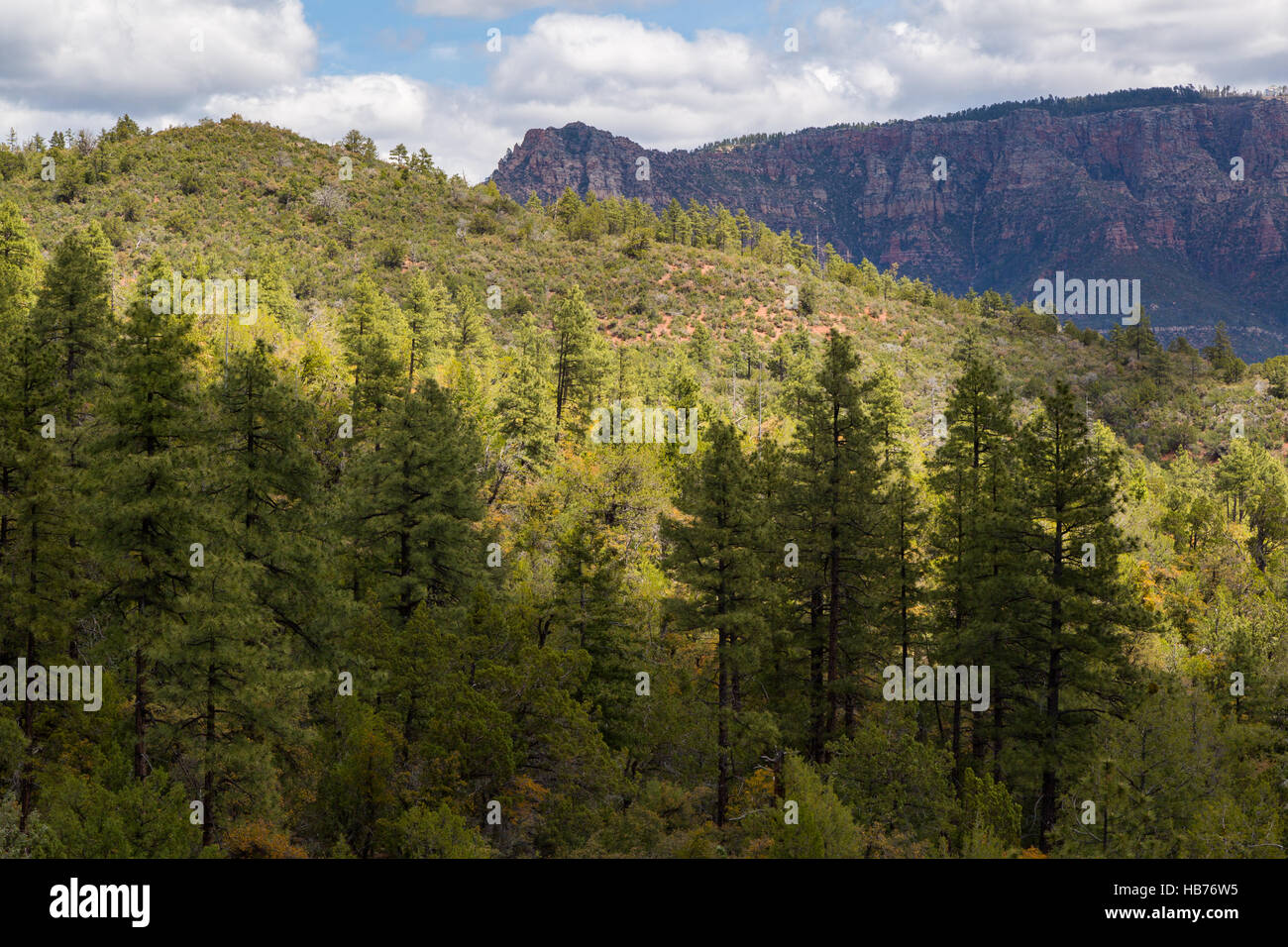 A forest of oak and ponderosa pine trees along the Highline Trail below ...