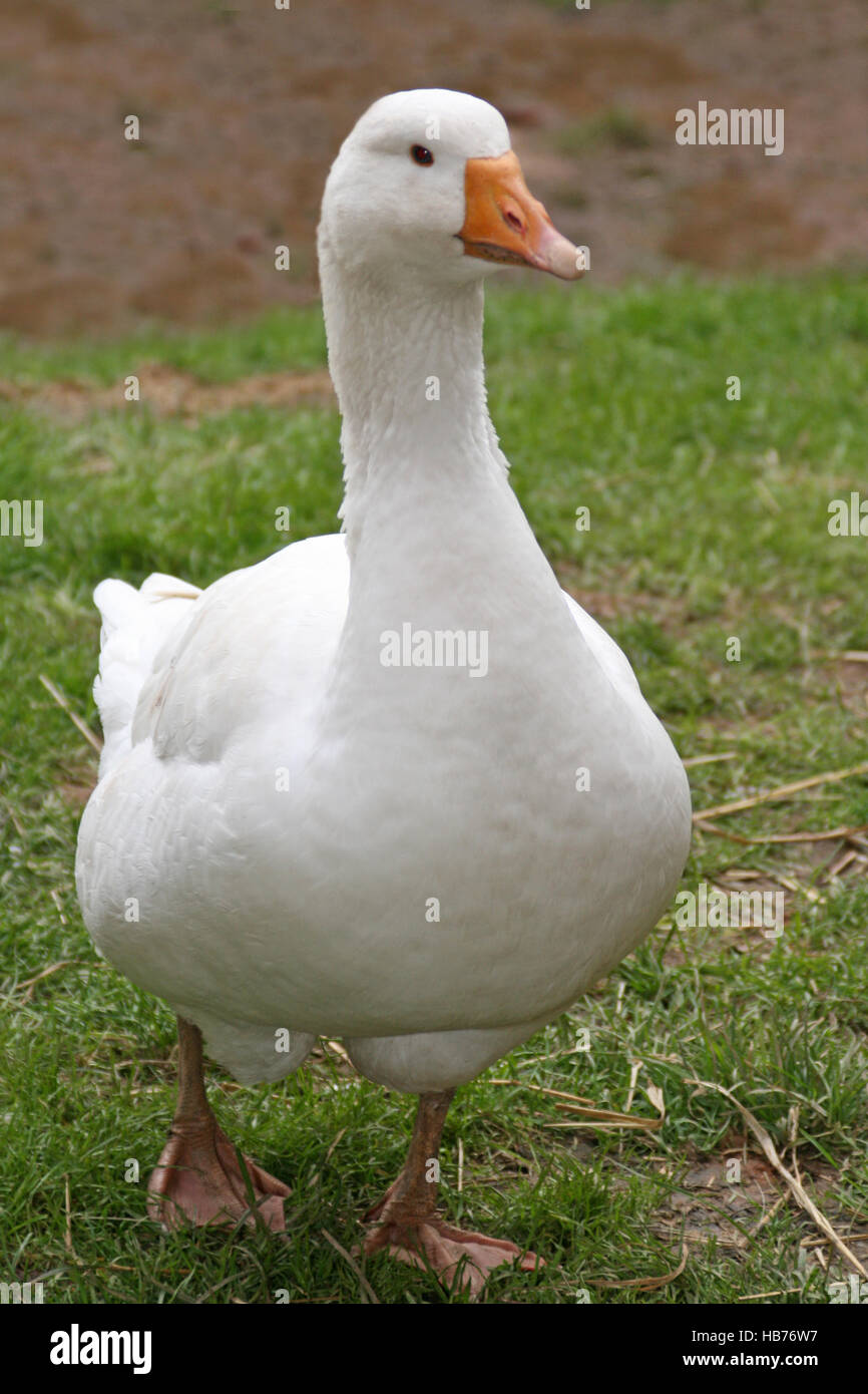 Animal animals tier tiere domestic garten rearing hi-res stock ...