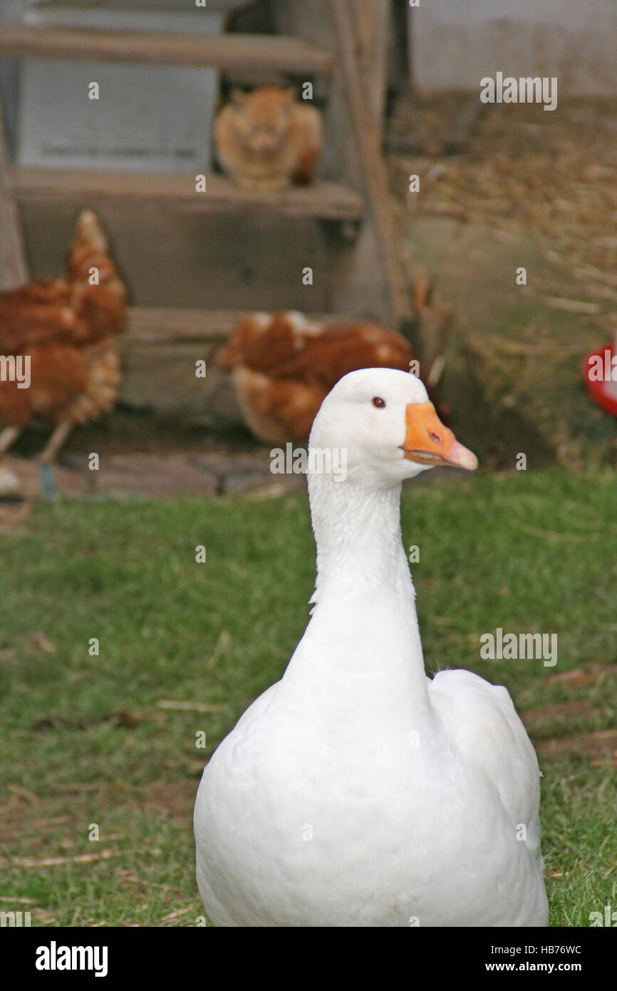 Gaensefarm hi-res stock photography and images - Alamy