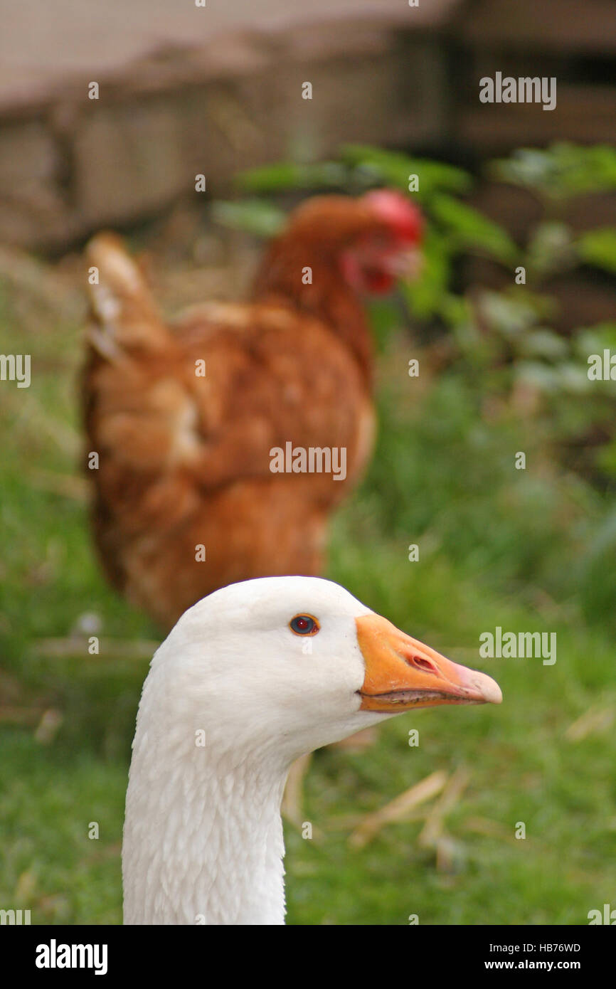 Geese gefluegel hi-res stock photography and images - Alamy