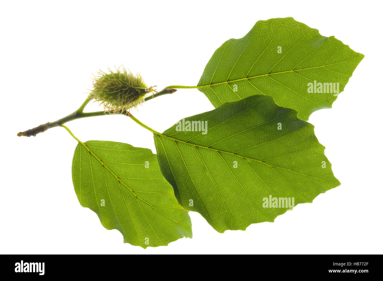 isolated leaf of beech tree Stock Photo - Alamy