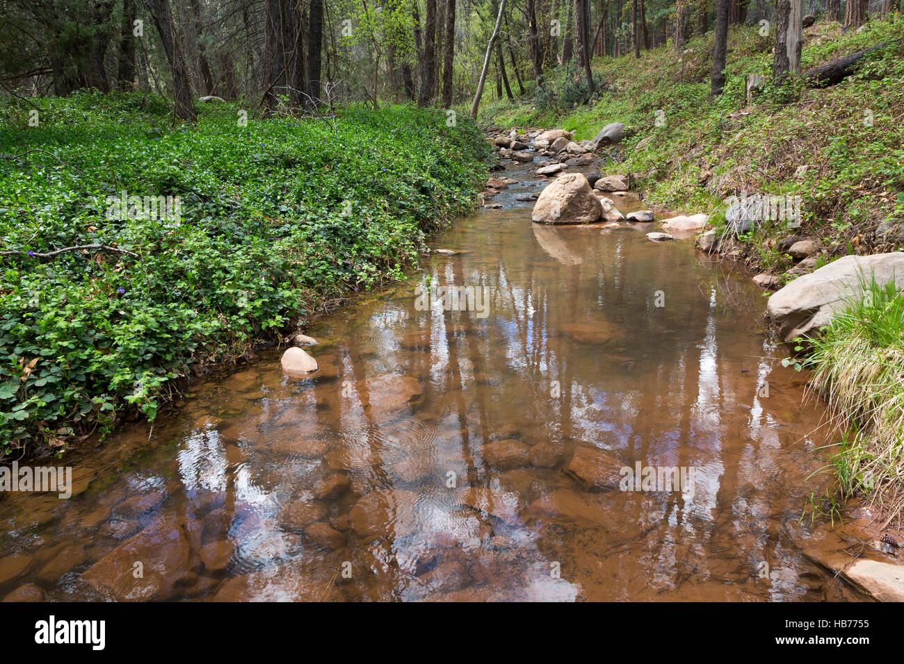 Webber Creek flowing through a ponderosa pine tree forest from the ...