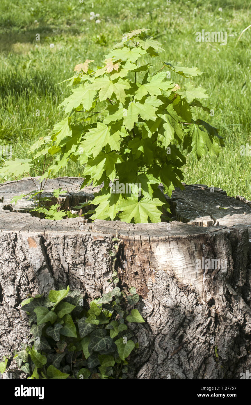 Sprouted sapling in oak log Stock Photo - Alamy