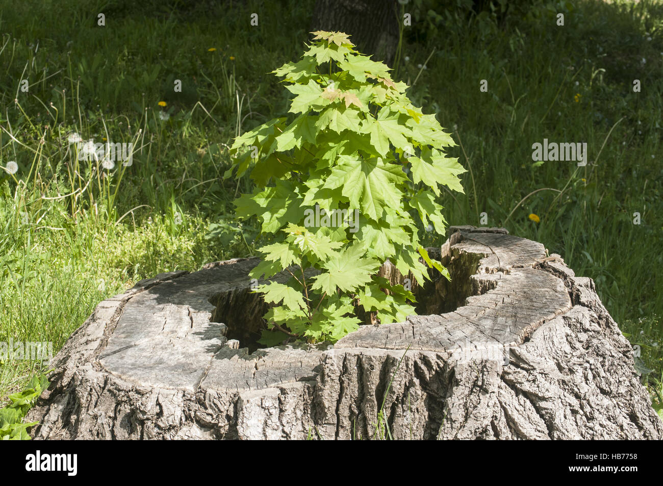 Oak log hi-res stock photography and images - Alamy
