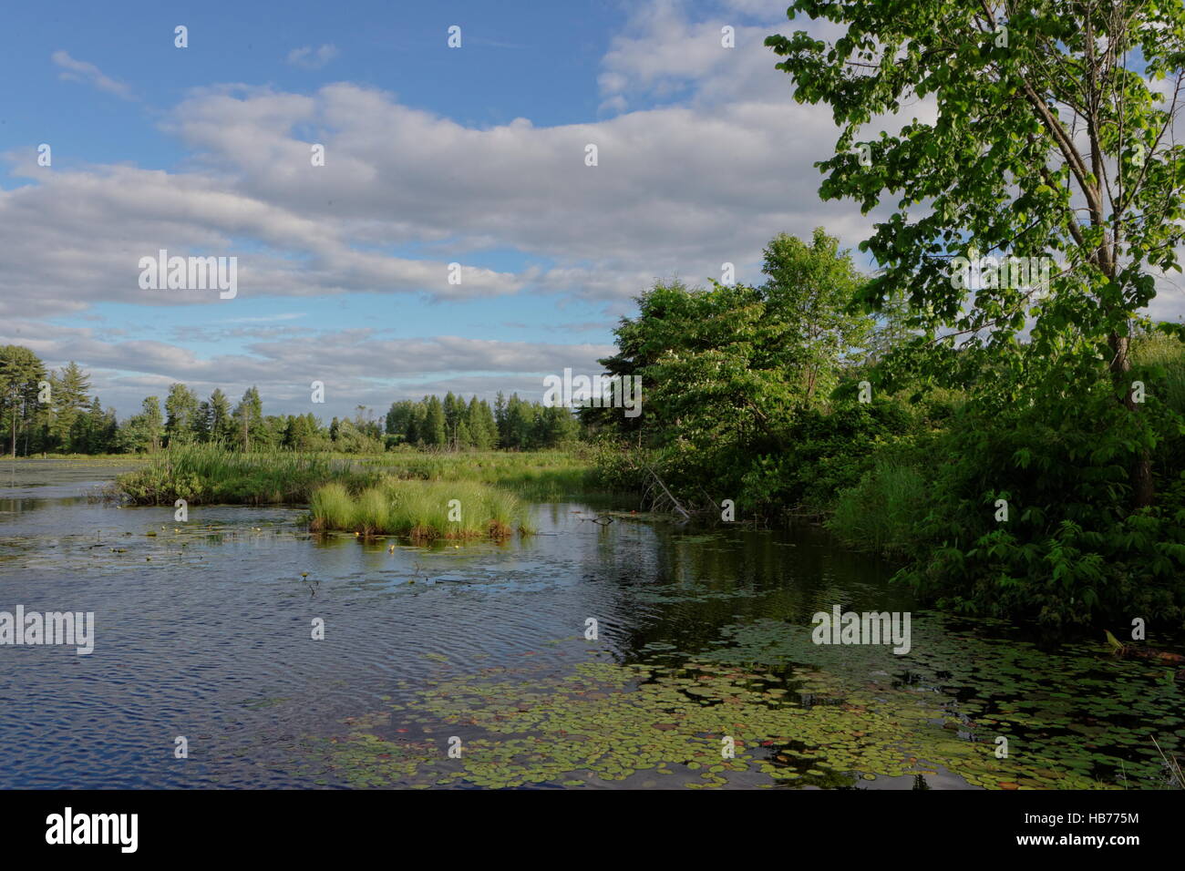 Wetlands in the summer Stock Photo - Alamy
