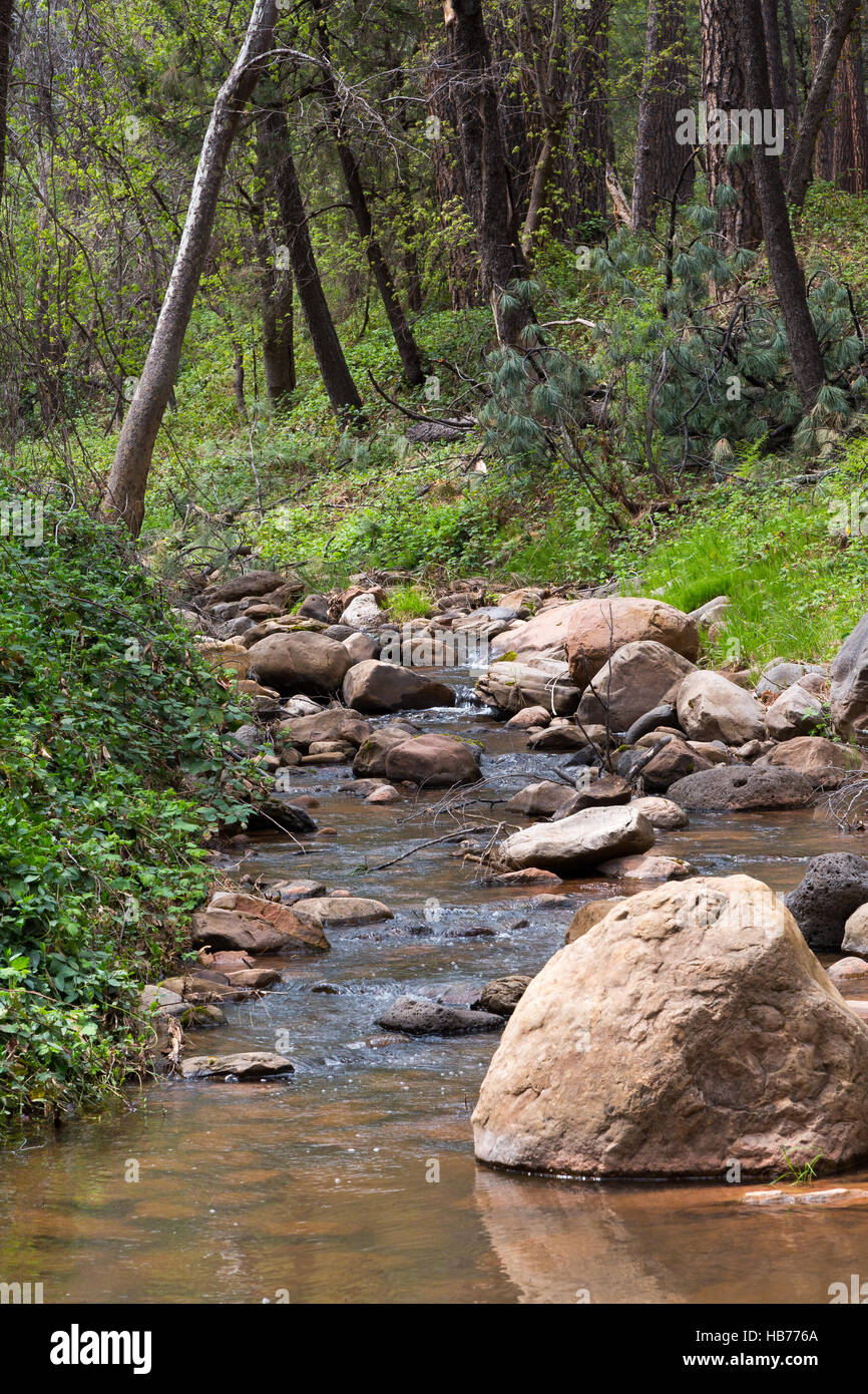 Webber Creek flowing through a ponderosa pine tree forest from the ...