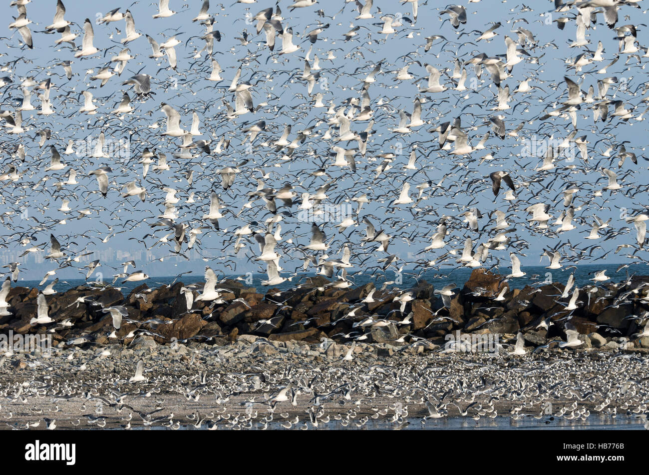 Flock of birds in La Punta, El Callao, Peru Stock Photo - Alamy