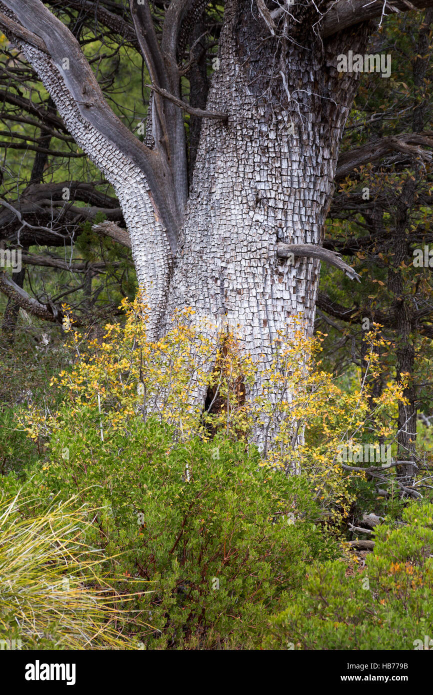A large alligator juniper tree above oak tree and manzanita along the ...