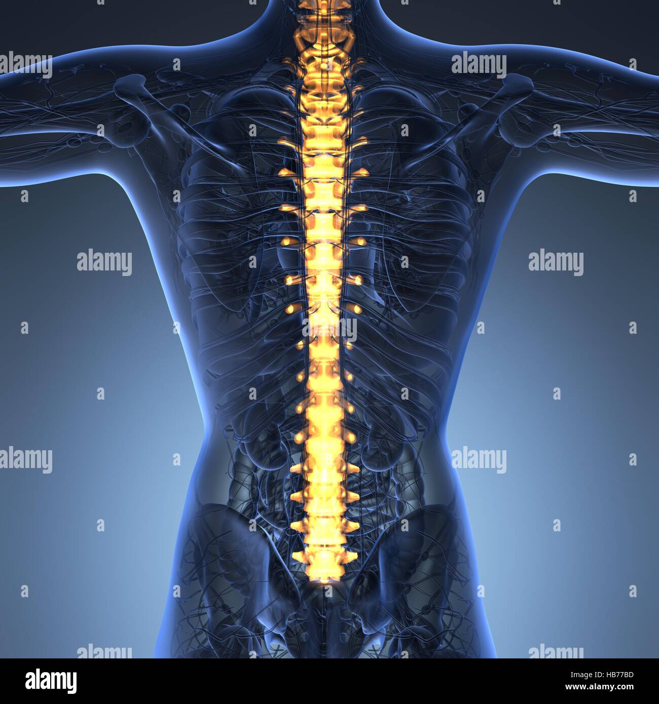 Upper Body Anatomy High Resolution Stock Photography and Images - Alamy