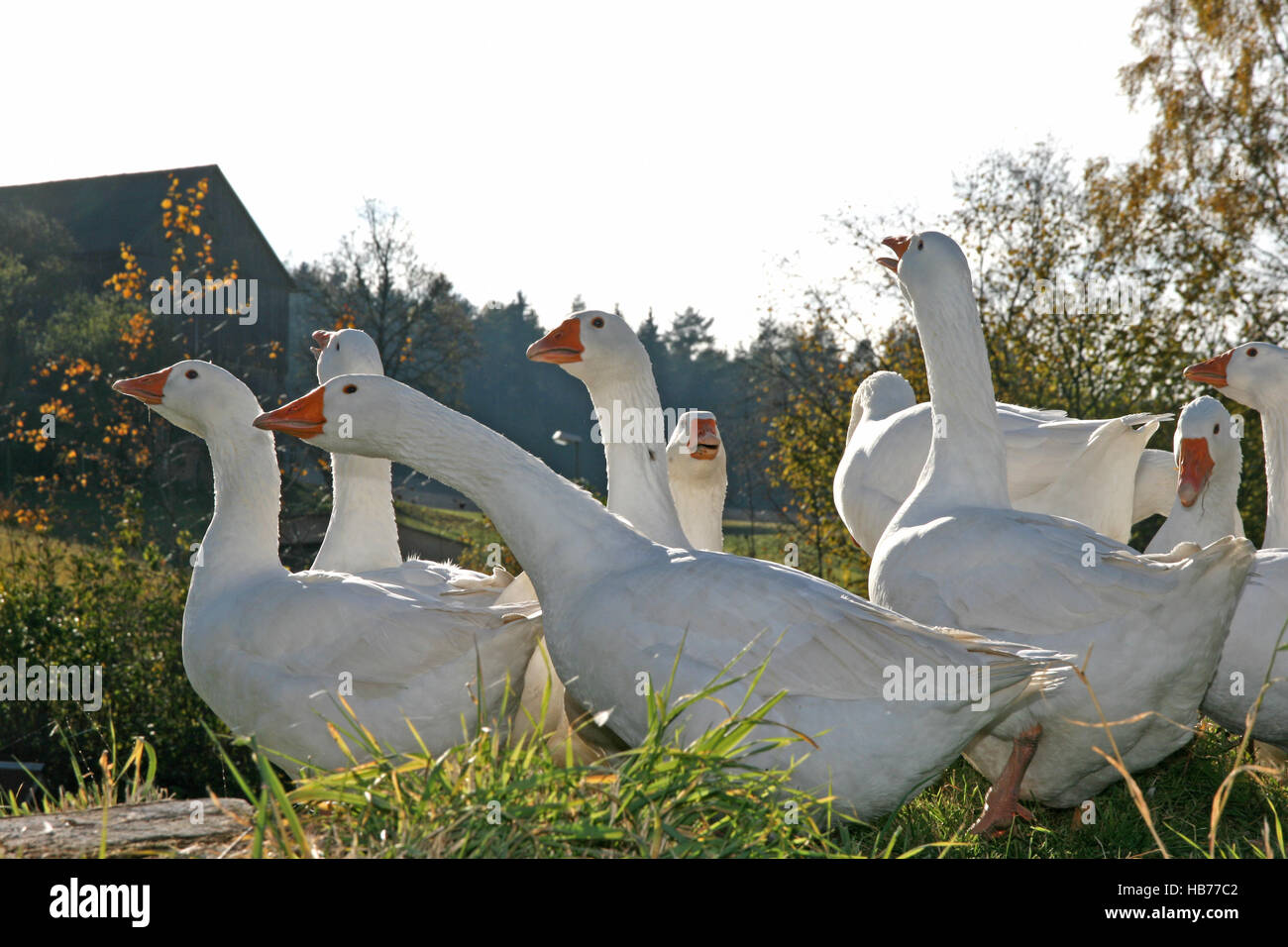 Ke garten hi-res stock photography and images - Alamy