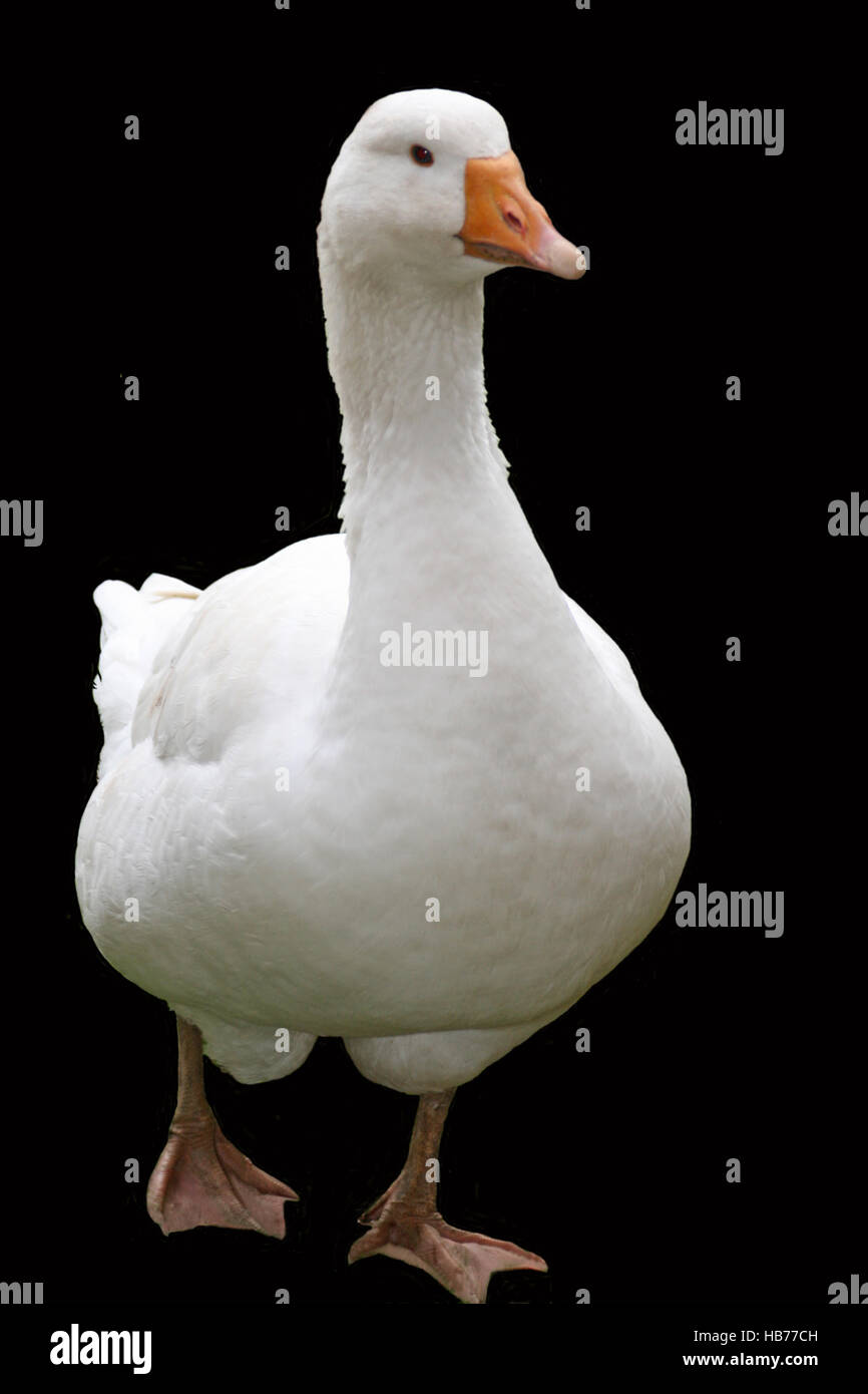 Geese house hi-res stock photography and images - Alamy