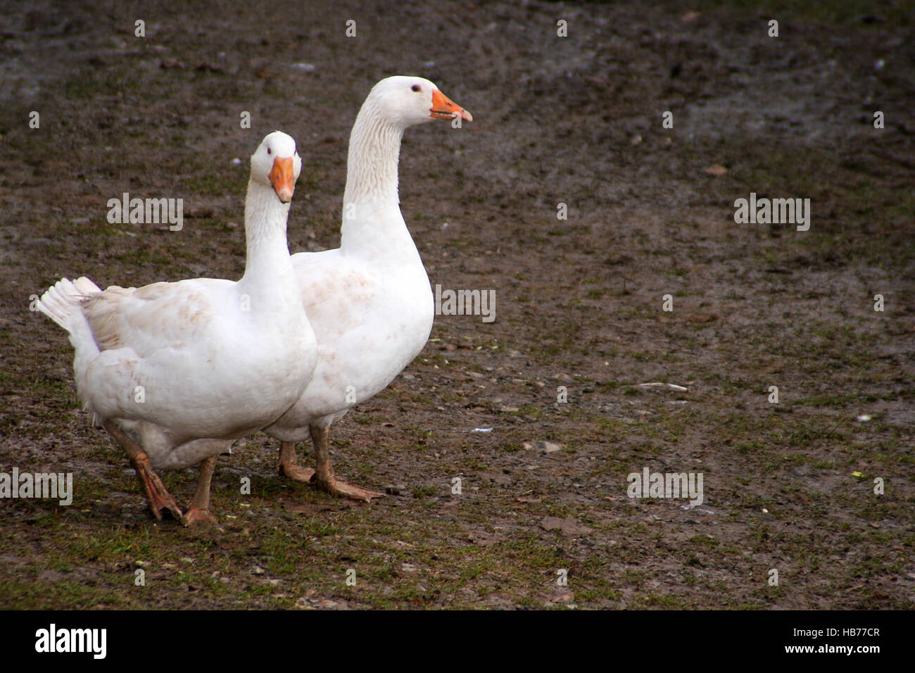 Rearing geese hi-res stock photography and images - Alamy