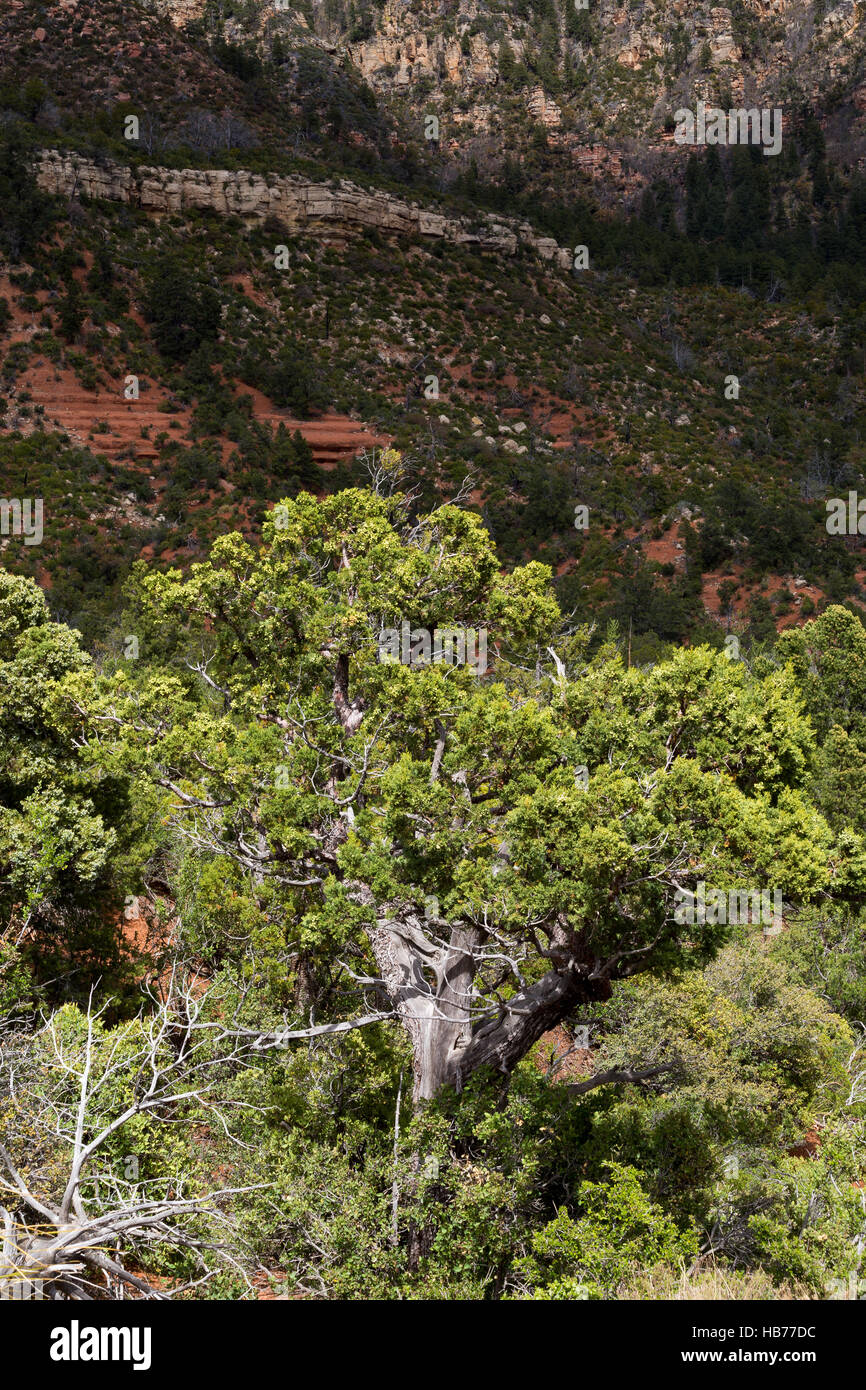 Alligator tree hi-res stock photography and images - Alamy