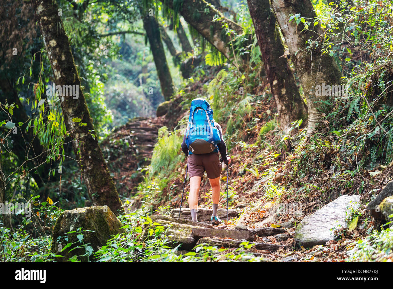 Hike in Nepal jungle Stock Photo - Alamy