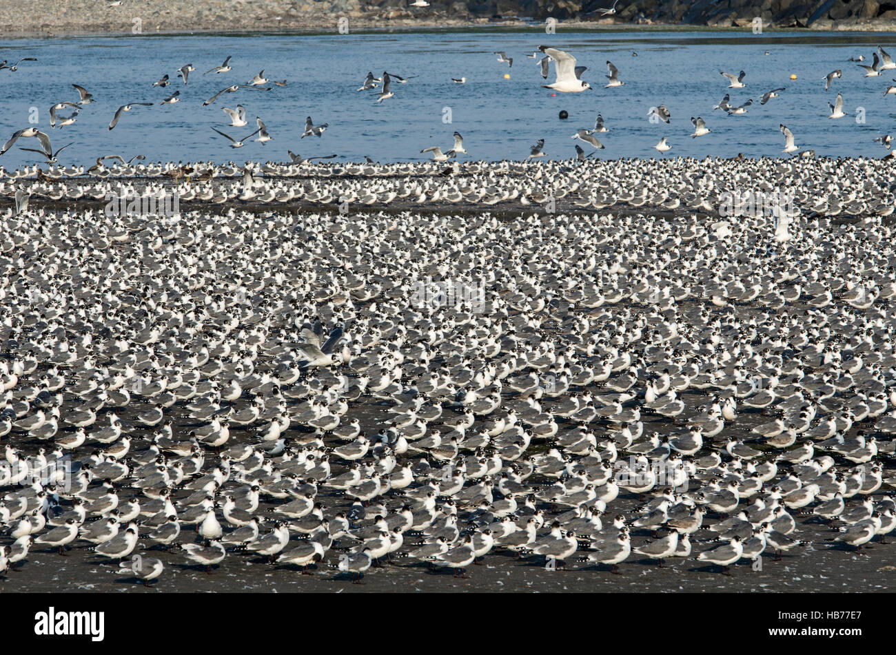 Flock of birds in La Punta, El Callao, Peru Stock Photo - Alamy