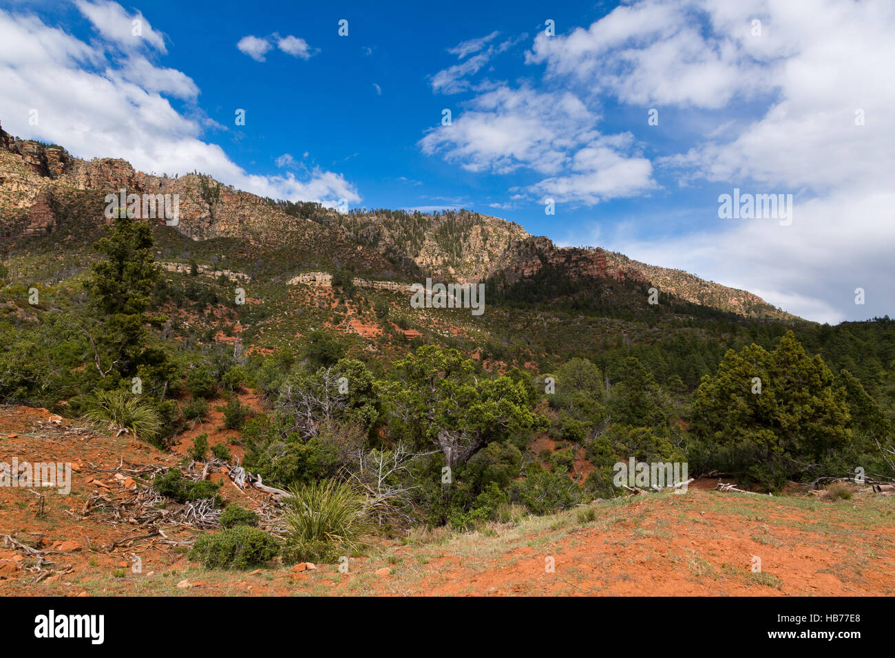 A meadow of sandstone in the desert forest along the Highline Trail ...
