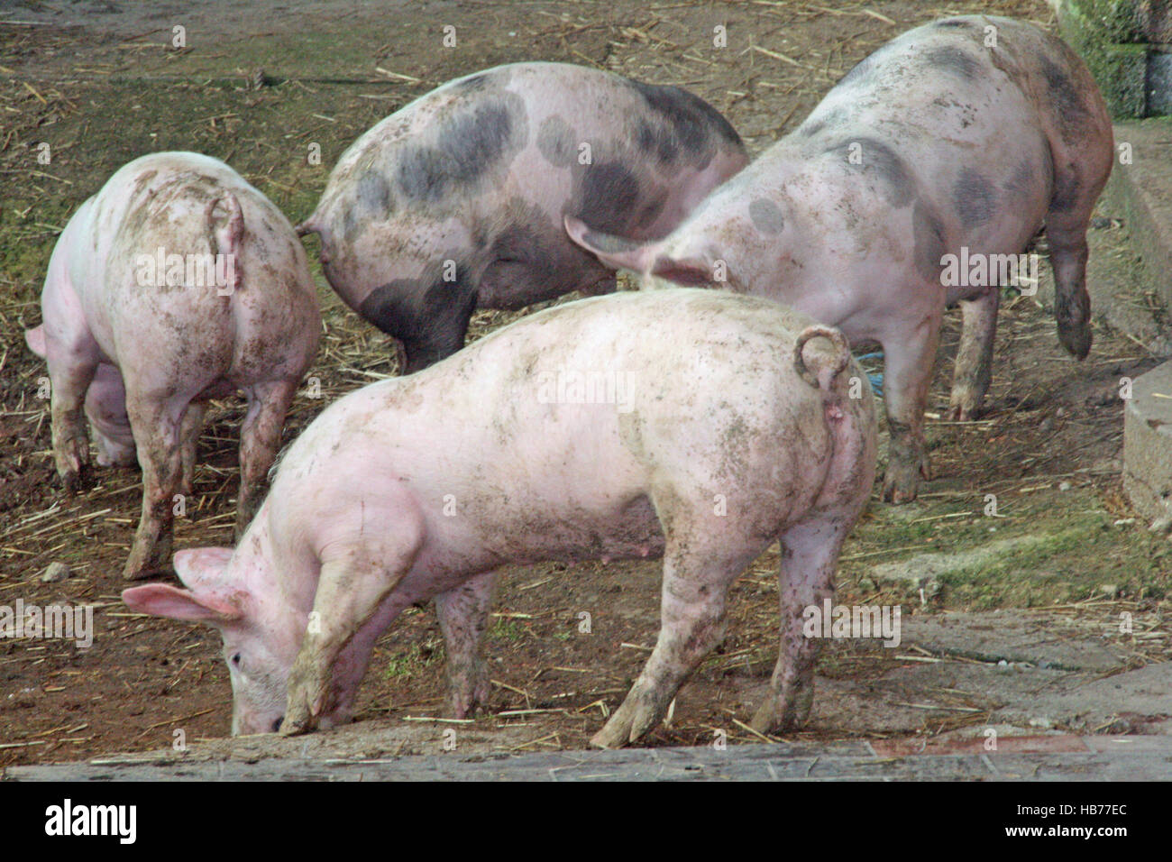 Hausschweine schweinestall hi-res stock photography and images - Alamy