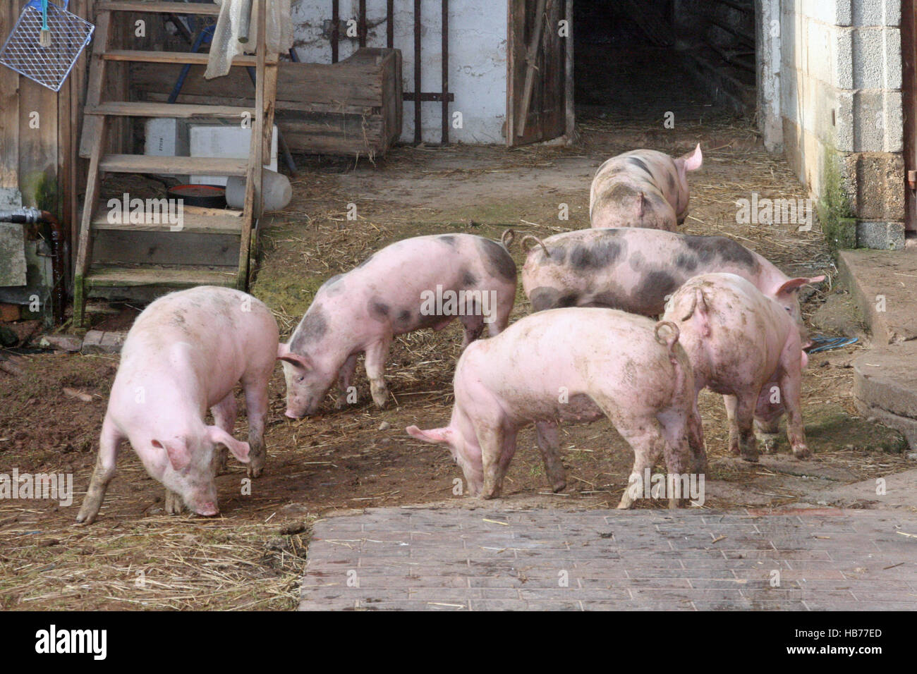 Hausschweine schweinestall hi-res stock photography and images - Alamy