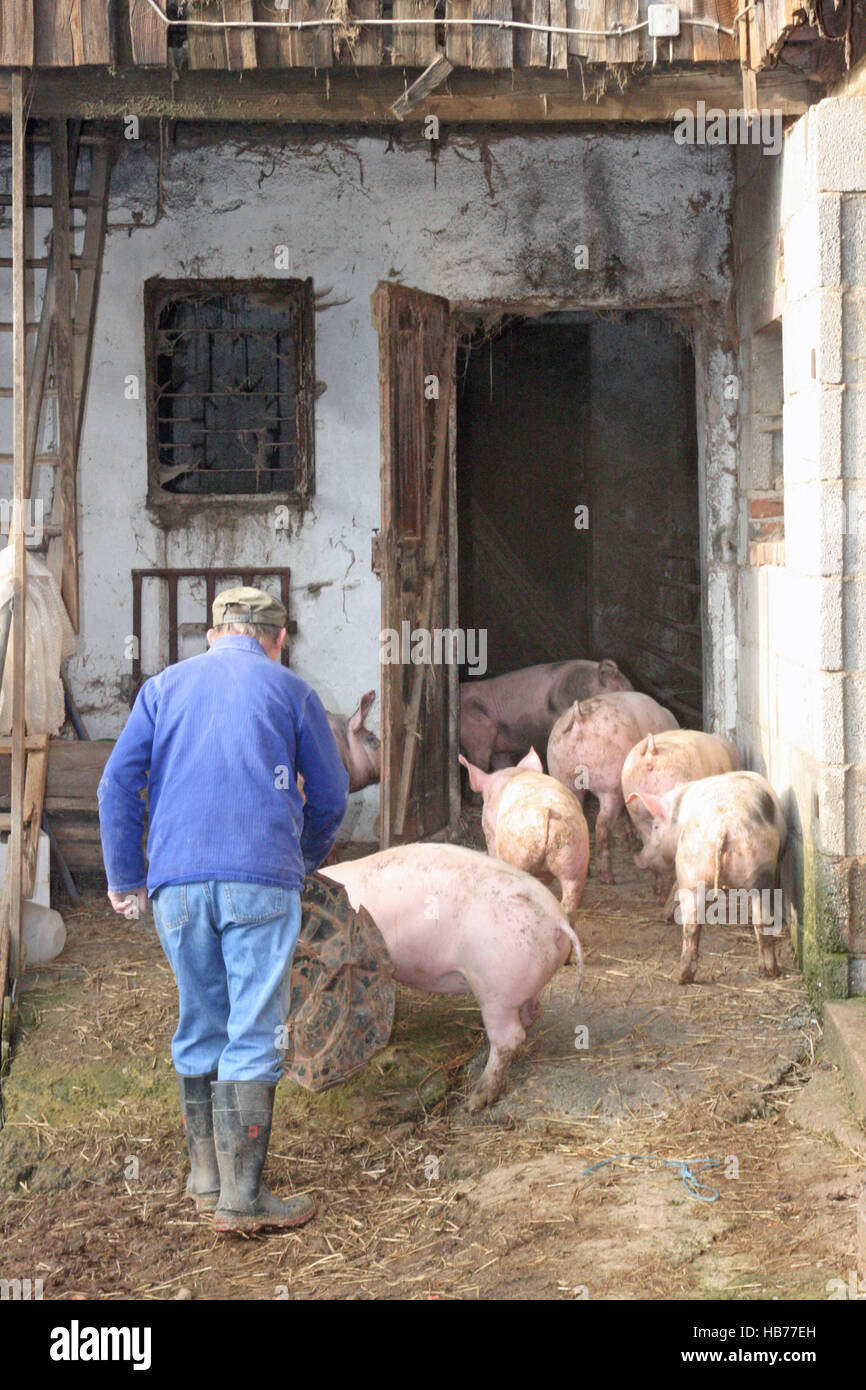 Pig stall hi-res stock photography and images - Alamy