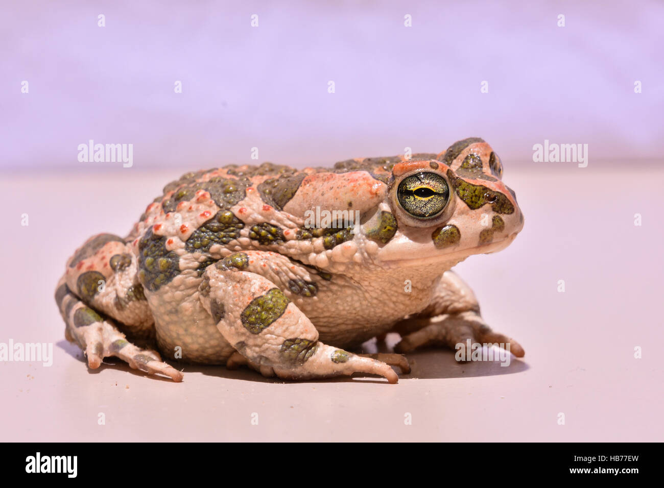Bufo Common European Toad Stock Photo - Alamy