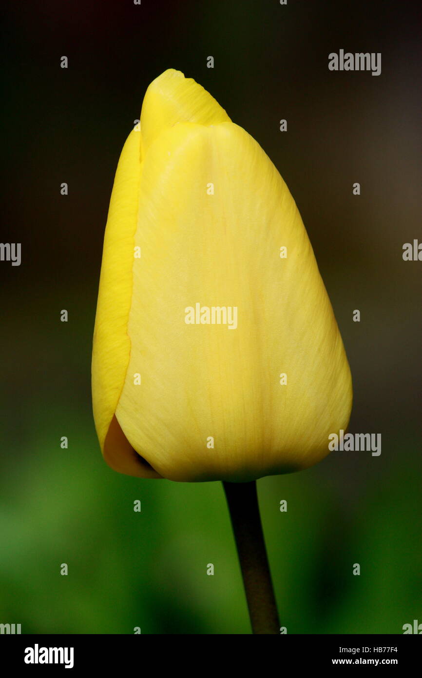 Tulips bud, yellow, square Stock Photo - Alamy