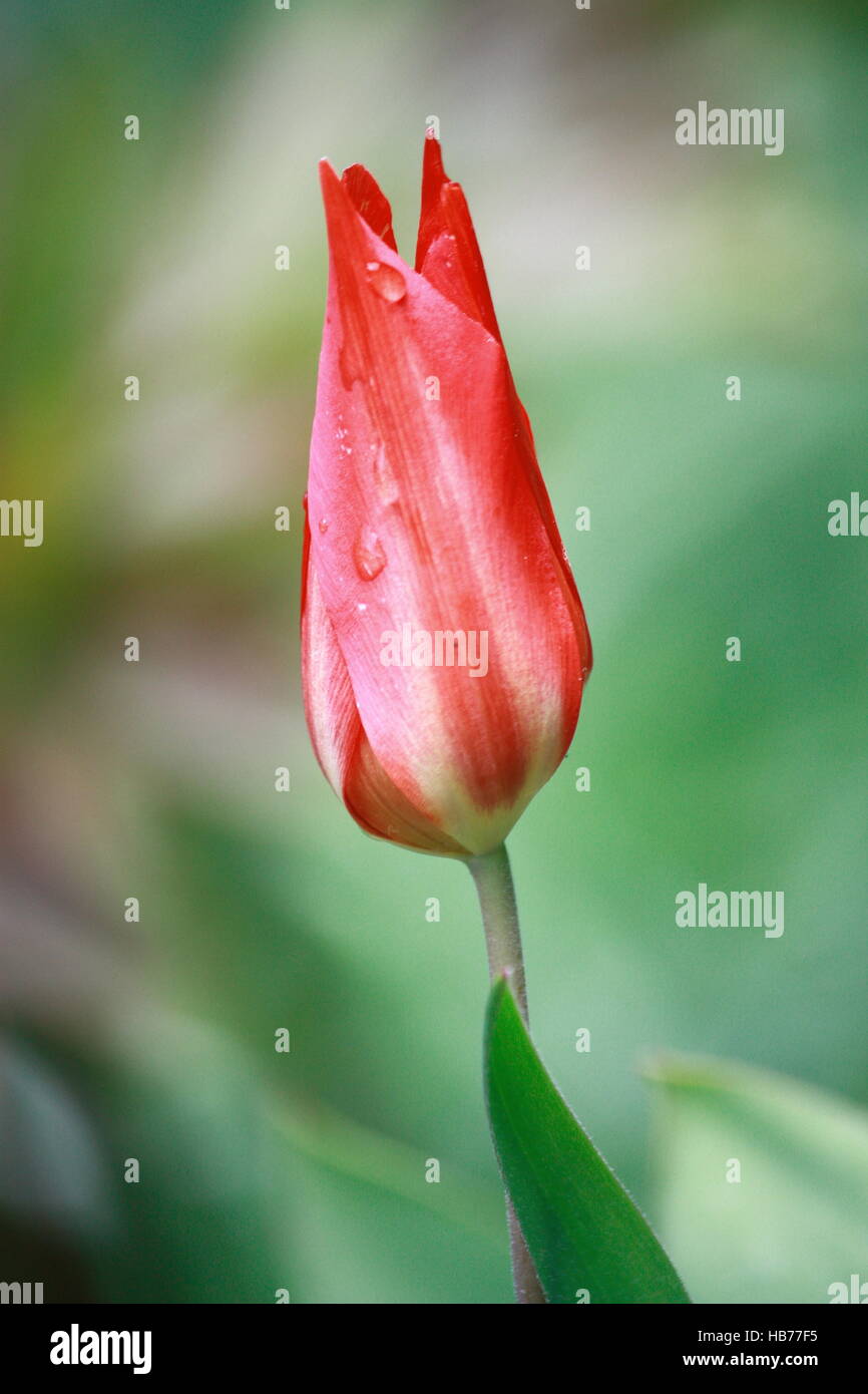 Tulips bud, red, tip opens Stock Photo - Alamy