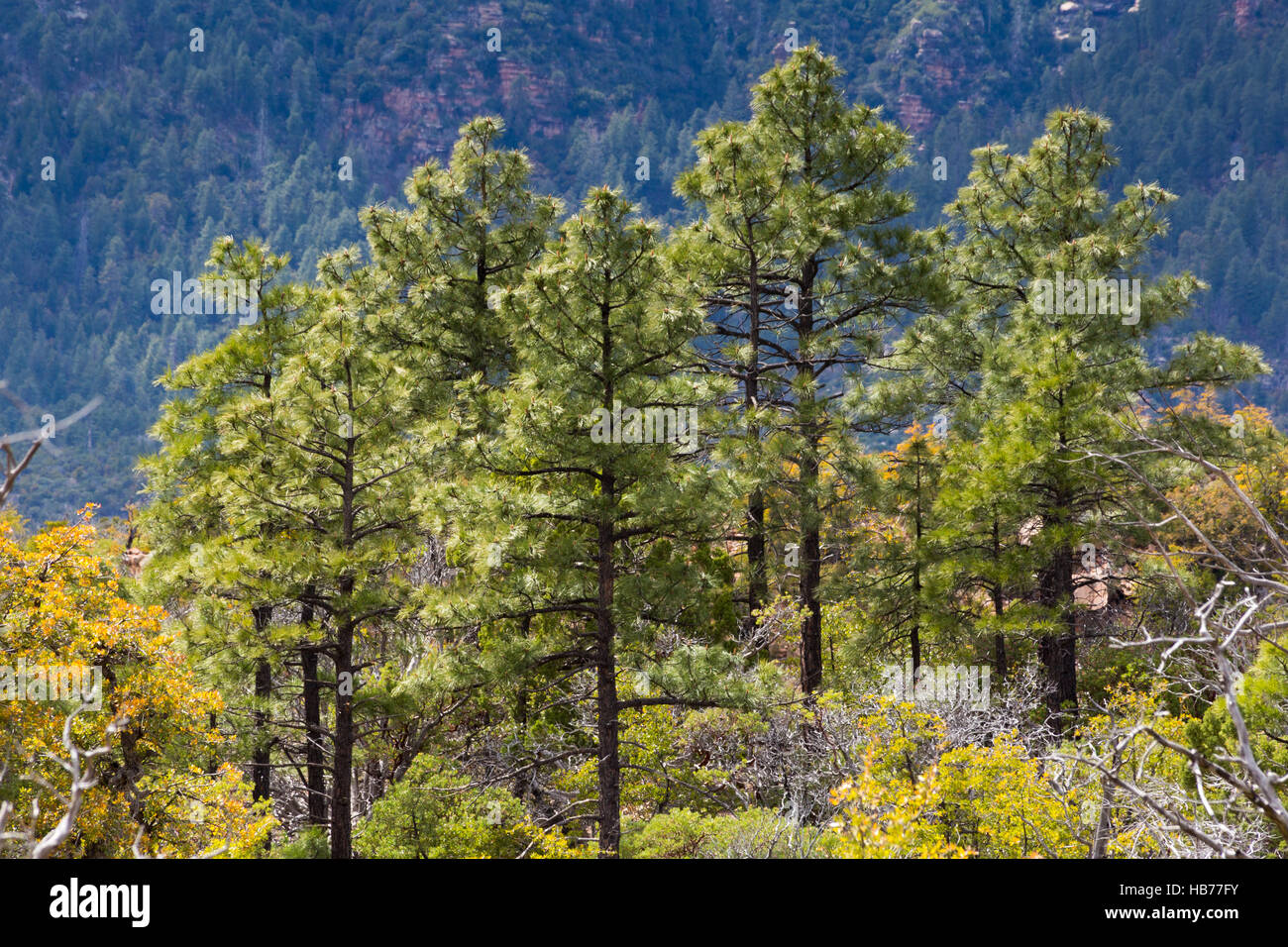 A grove of ponderosa pine trees along the Mogollon Rim. Coconino ...