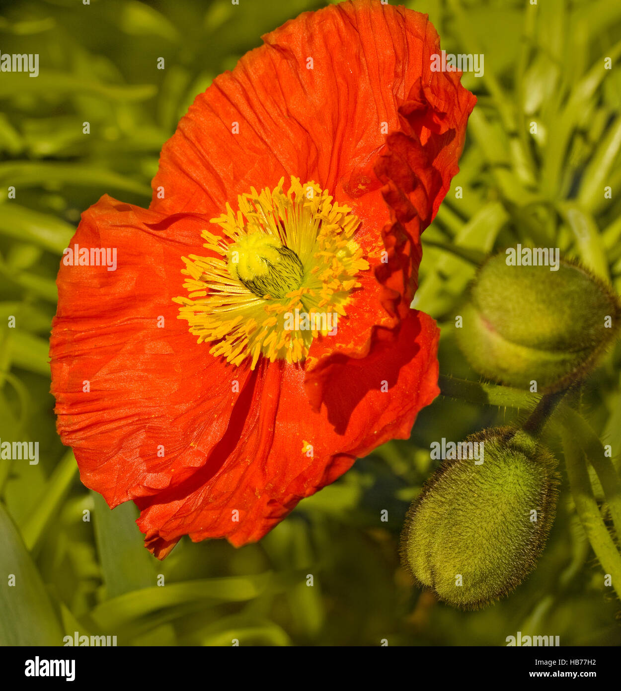 Iceland poppy Papaver nudicaule Stock Photo - Alamy