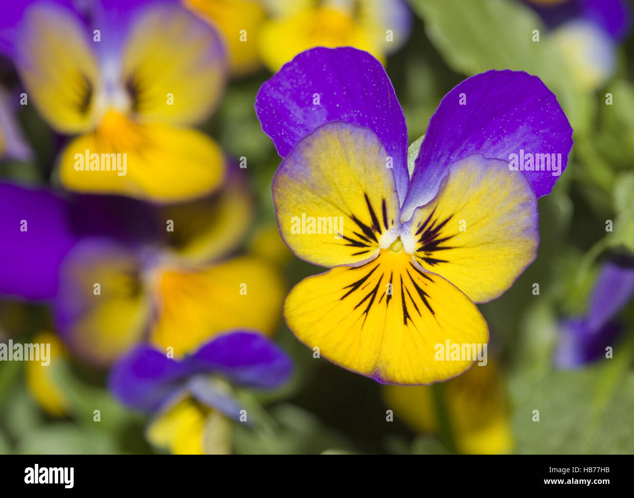 Friedhofpflanze hi-res stock photography and images - Alamy