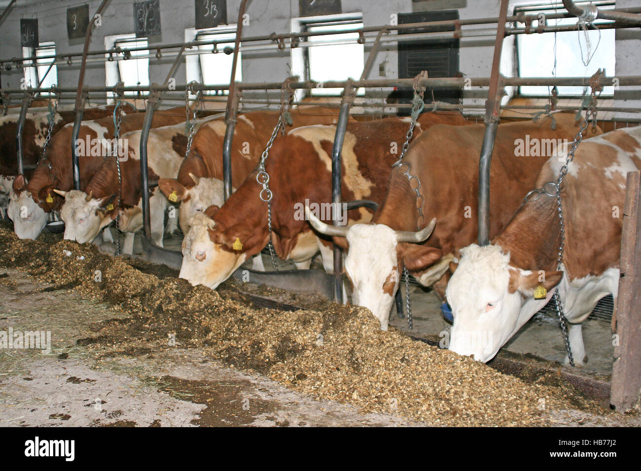 Stall husbandry hi-res stock photography and images - Alamy