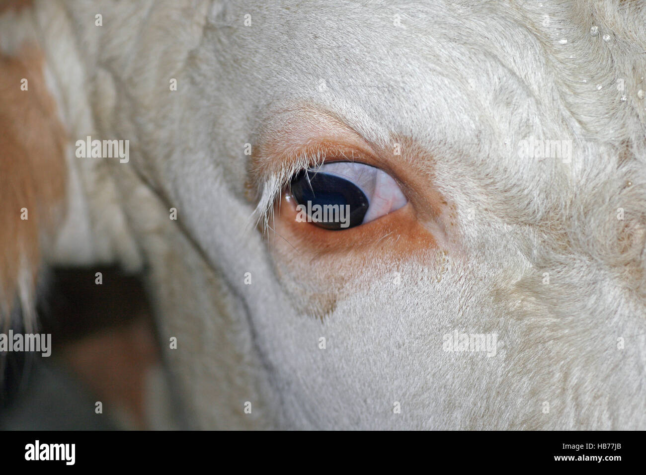 Rinderauge hi-res stock photography and images - Alamy