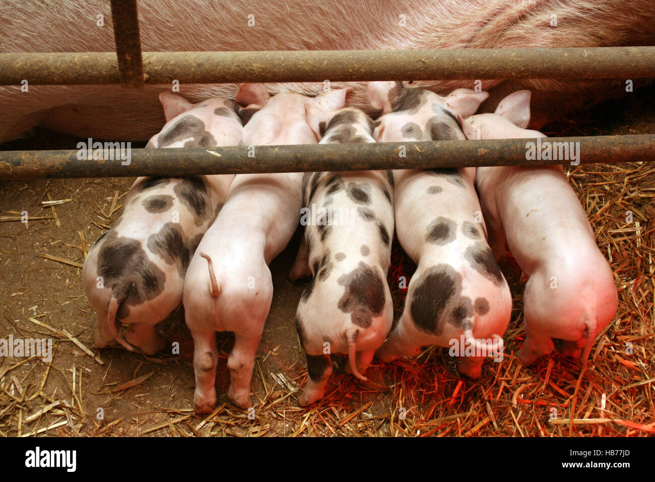 Hausschweine schweinestall hi-res stock photography and images - Alamy