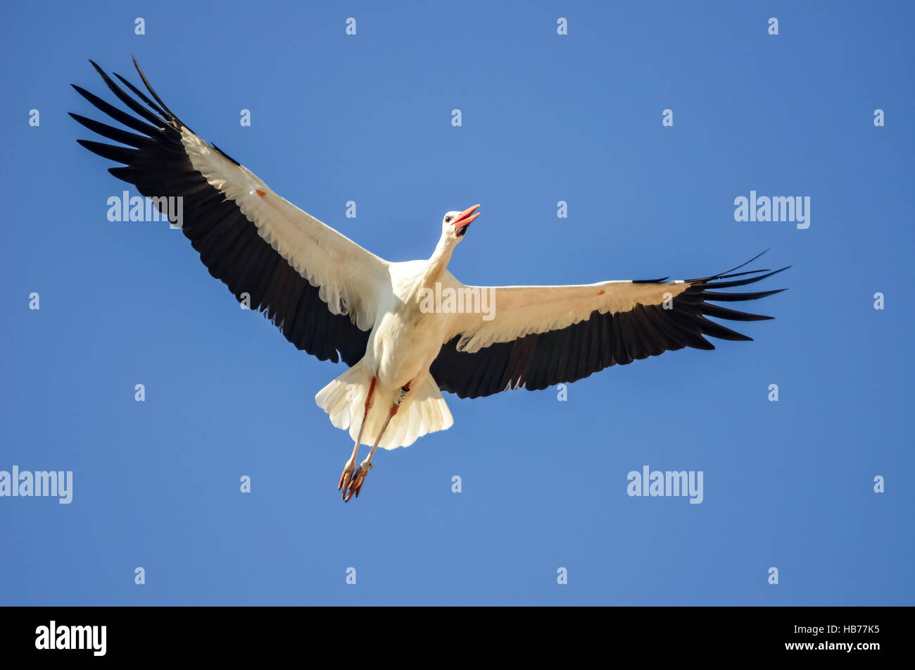 Flying stork hi-res stock photography and images - Alamy