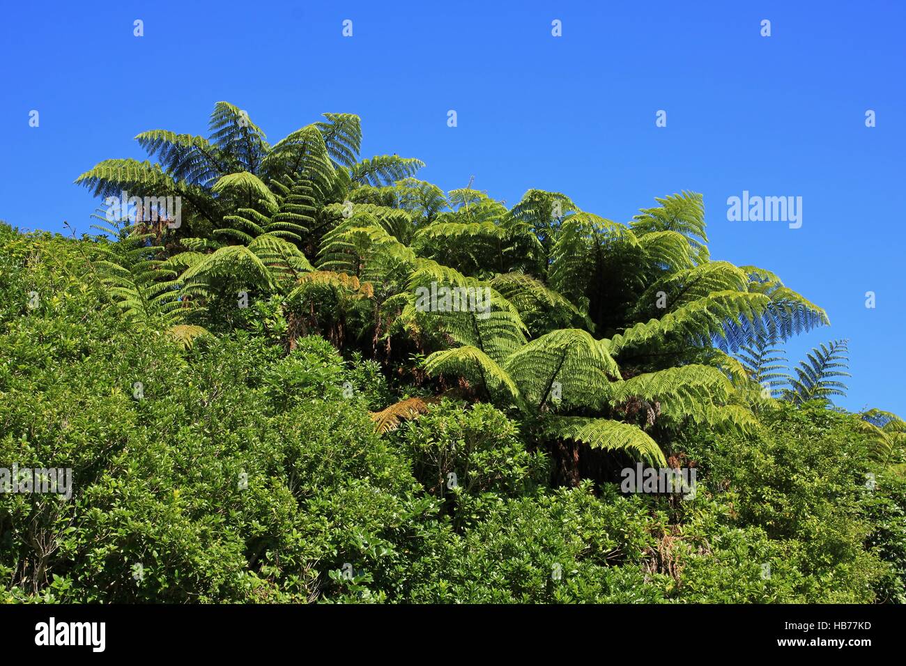 Nz fern new growth hi-res stock photography and images - Alamy