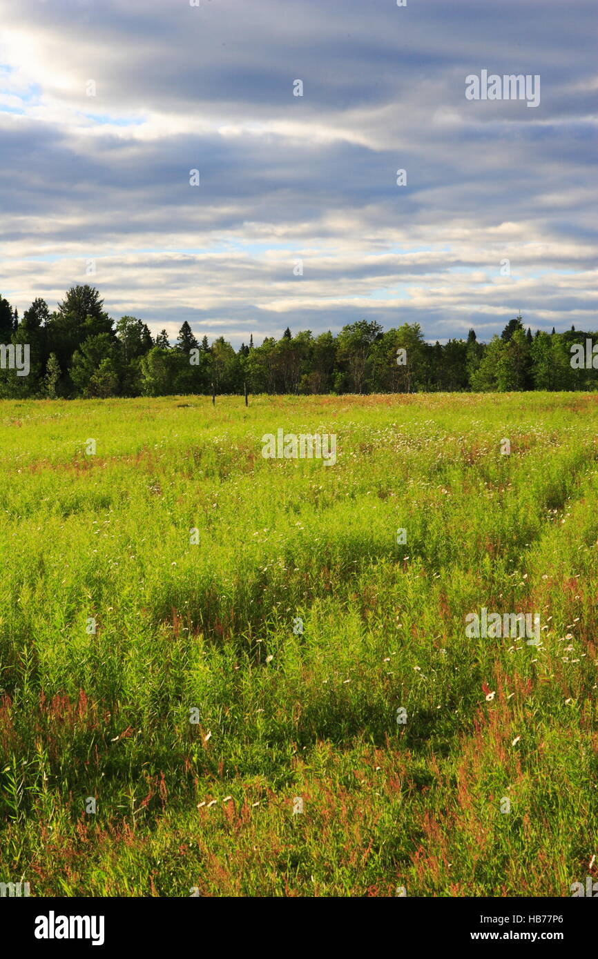 Farm field in summer Stock Photo - Alamy