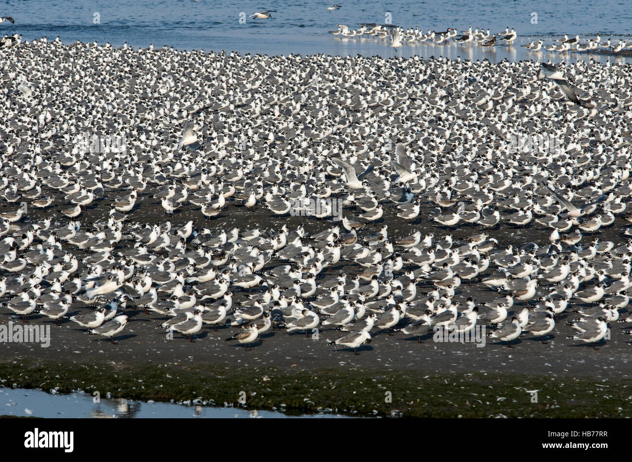 Flock of birds in La Punta, El Callao, Peru Stock Photo - Alamy